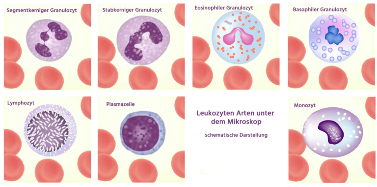 ᐅ Immunzellen (Immunozyten) des Menschen