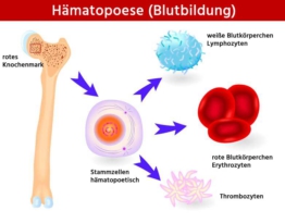 ᐅ Das Knochenmark: Ort der Blutbildung - Aufbau & Funktion